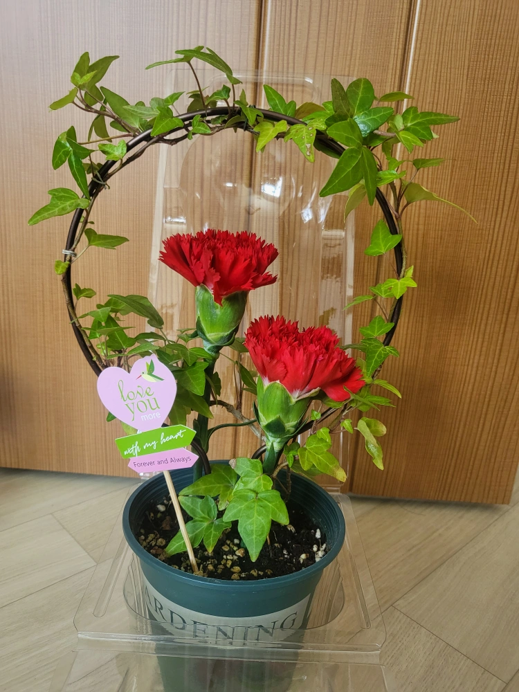 생화 카네이션 어버이날 선물 꽃화분 당근 중고거래